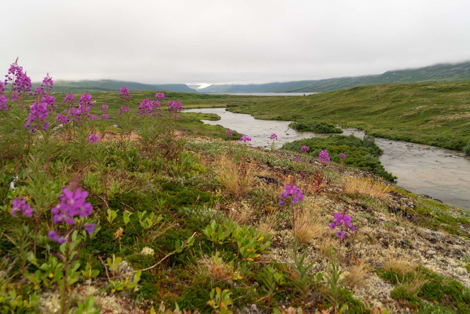 Alaska Bear Tours | Lake Clark & Katmai National Parks